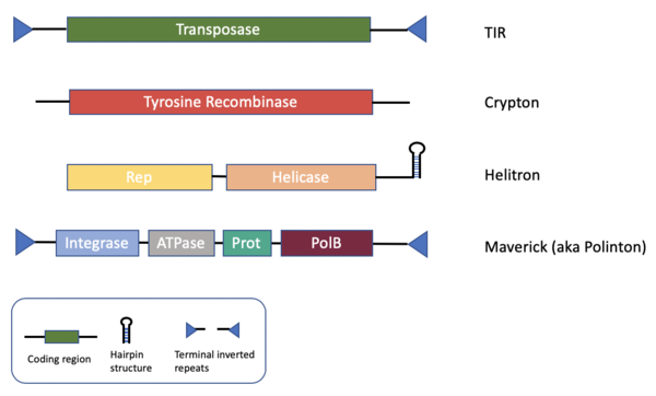 Transkripsjonsdiagramtrinn